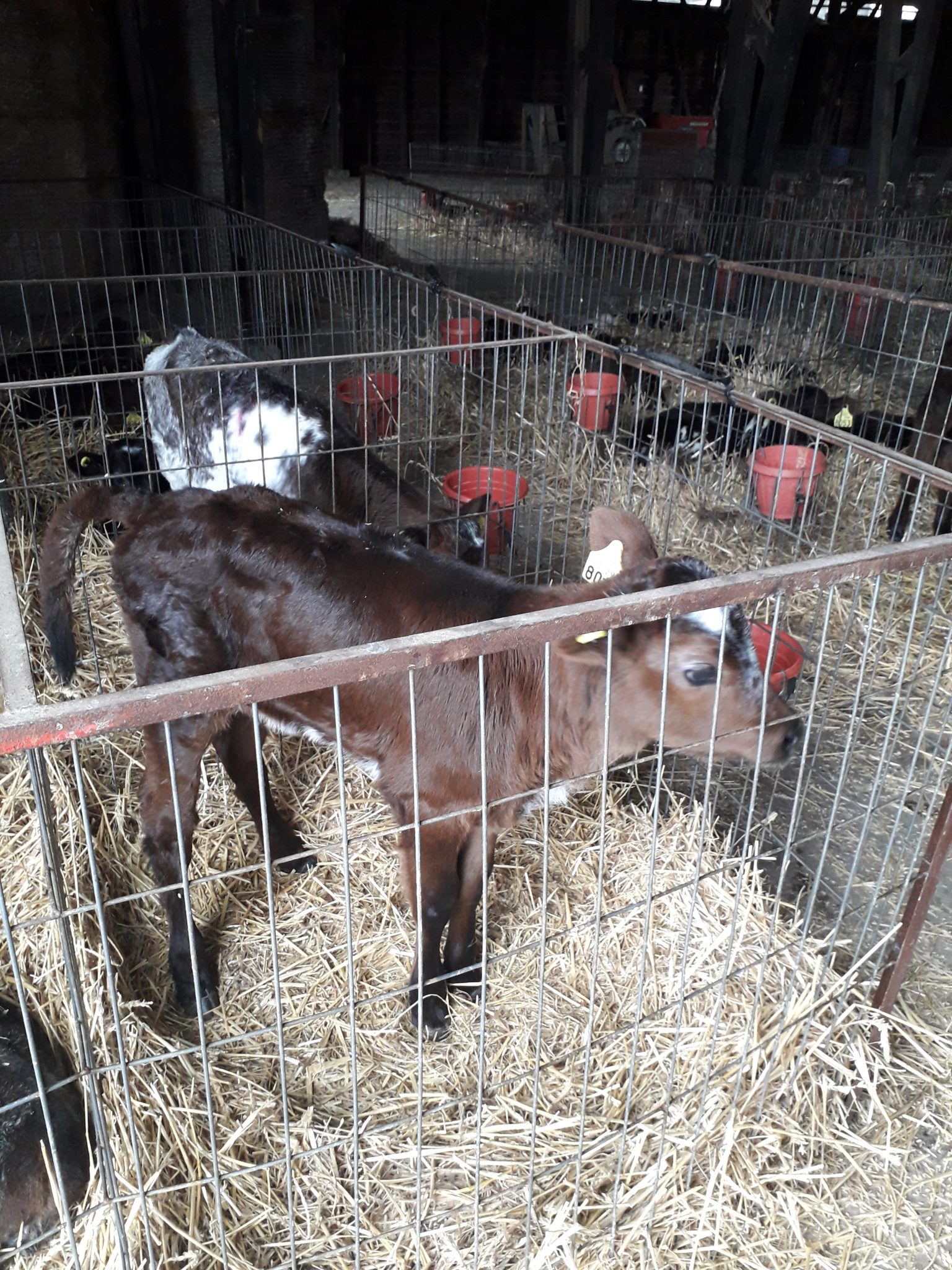 Terneros (as) Belga azul F1 calostrados. Otoño 2025. - Jersey Chile